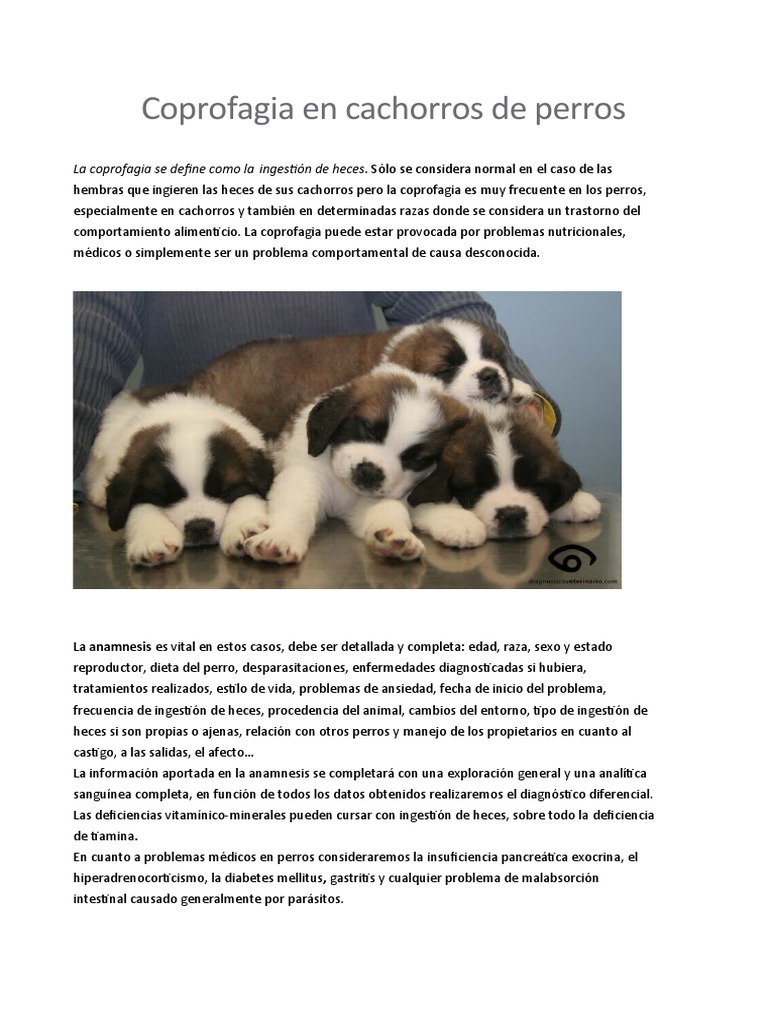 Coprofagia en Cachorros: Causas y Tratamientos | PDF | Perros | Heces