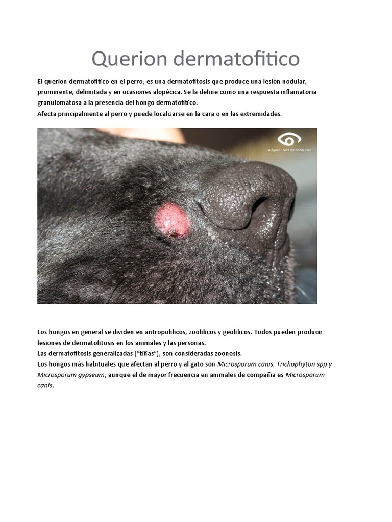 Perro Microsporum Canis