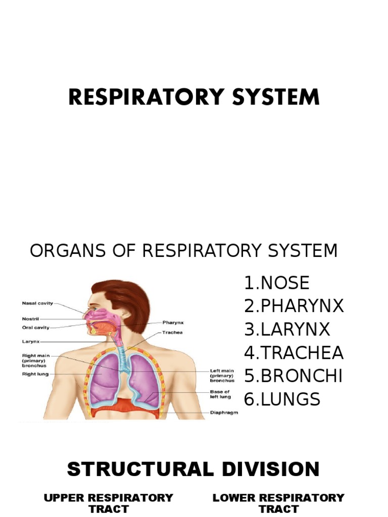 Respiratory System Lec Pdf Respiratory Tract Lung