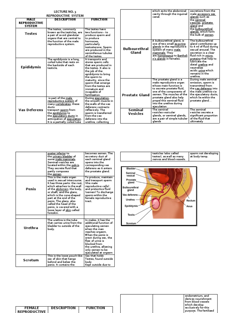 LECTURE NO 3 - Reproductive System | PDF | Uterus | Testicle