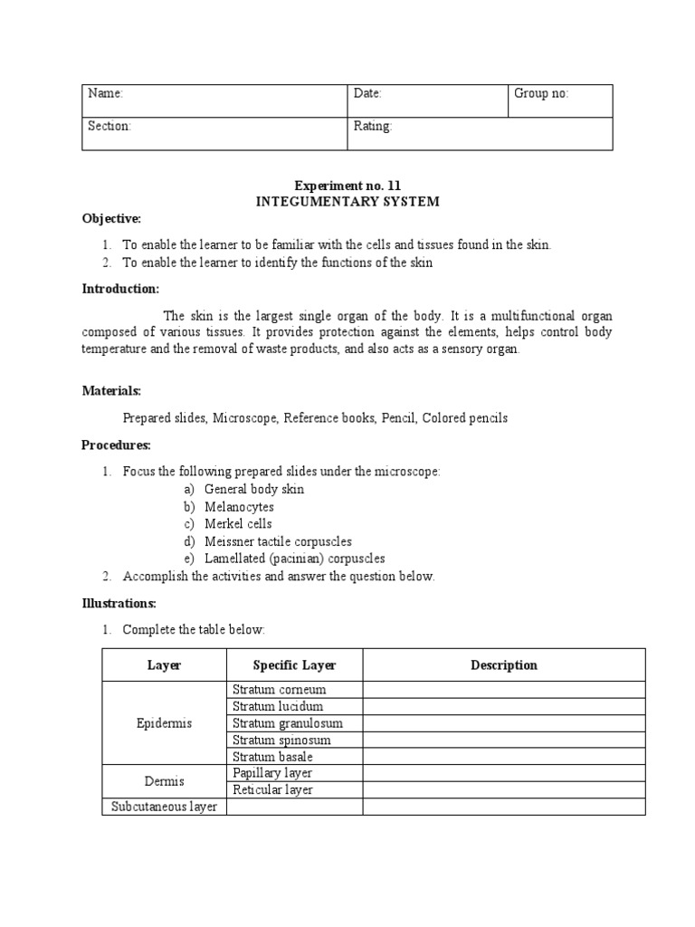 Experiment No. 11 Integumentary System Objective | PDF