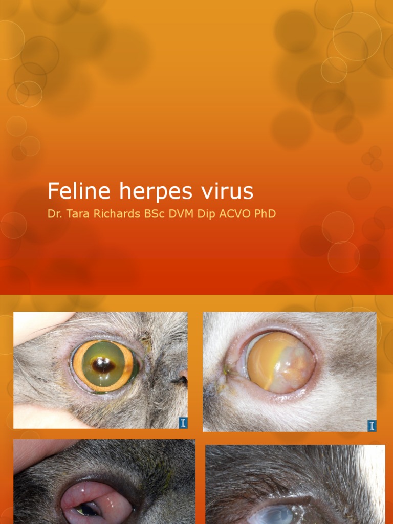 Feline Herpes Virus PDF | PDF | Medical Specialties | Medicine