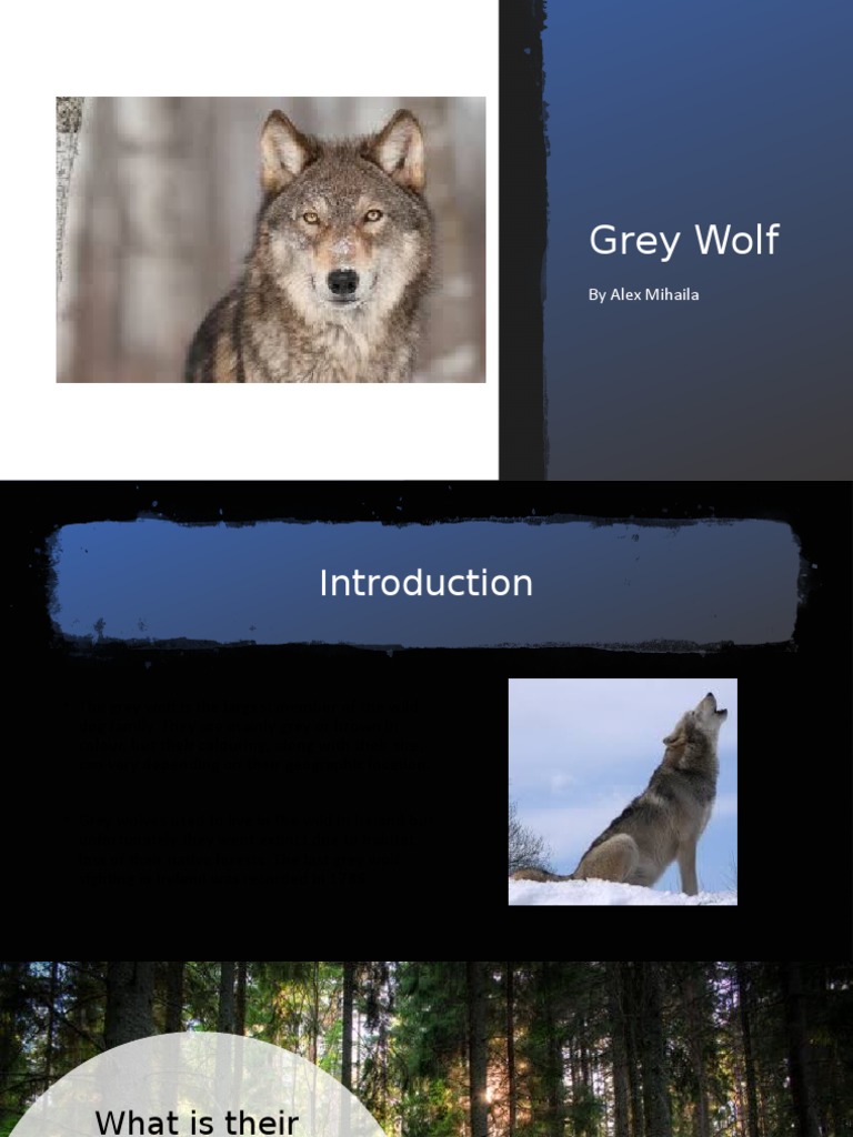 The Versatile Grey Wolf Habitats Hunting Techniques Family Structure