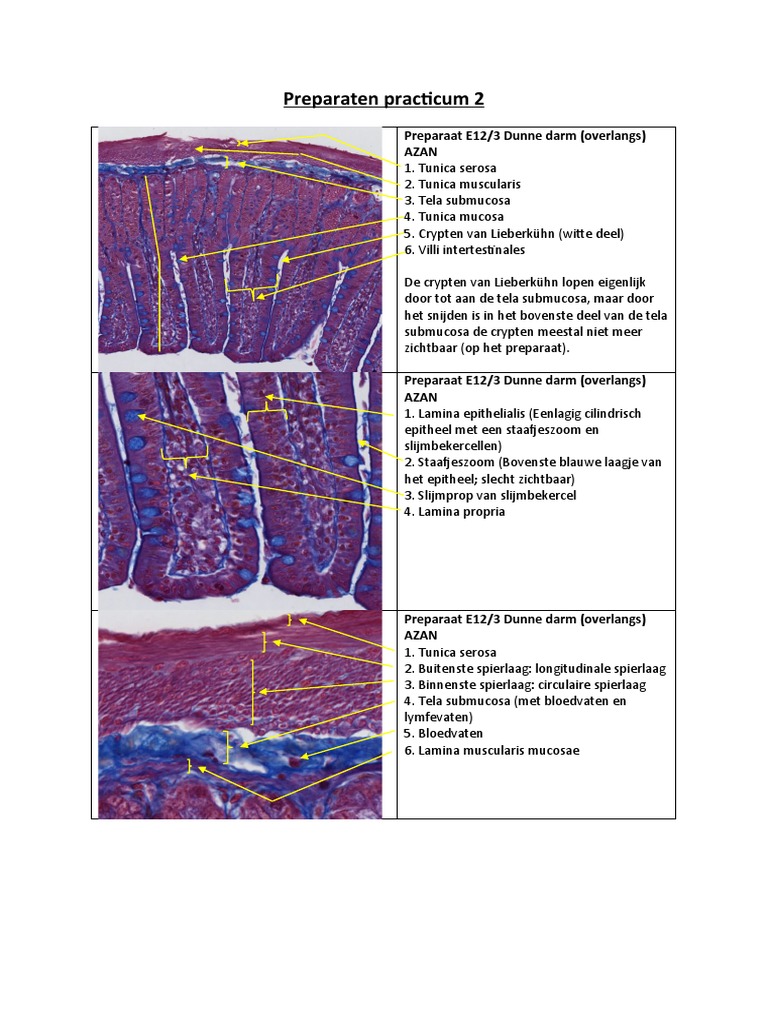 Practicum 2 Preparaten | PDF