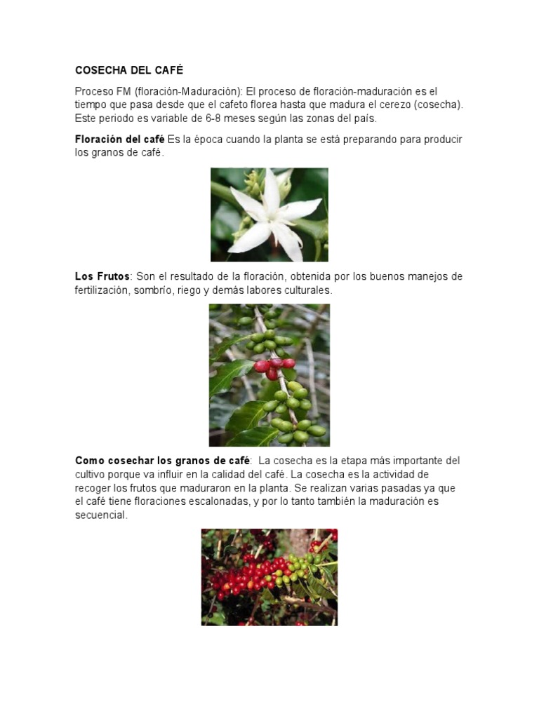 Proceso de cosecha selectiva del café y consideraciones para obtener ...