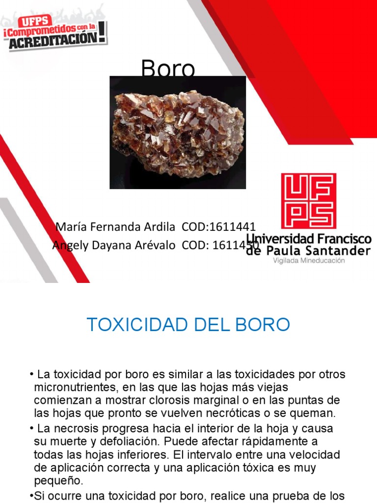 Exposicion Del Boro | PDF