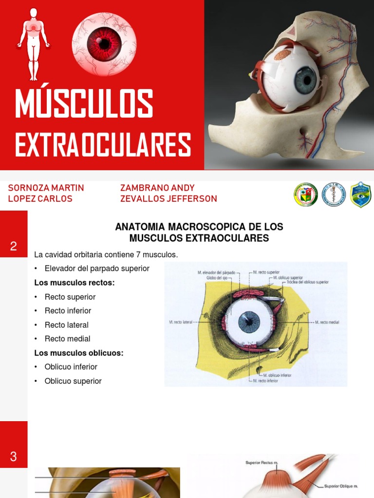 Musculos Extraoculares Del Ojo | PDF | Cabeza y cuello humanos ...