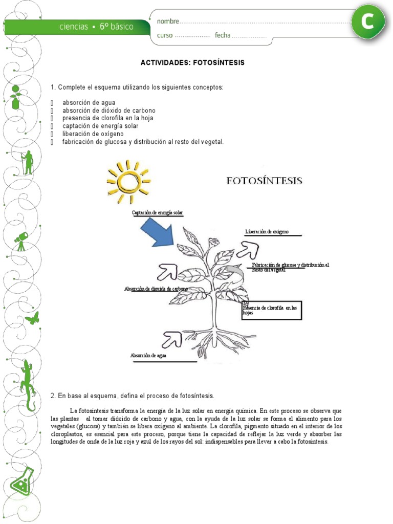 Actividades: Fotosíntesis: Captación de energía solar | Fotosíntesis ...