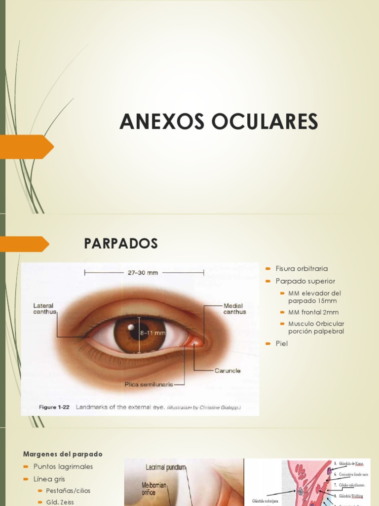 Anatomía de los Anexos Oculares | PDF | Ojo humano | Ojo