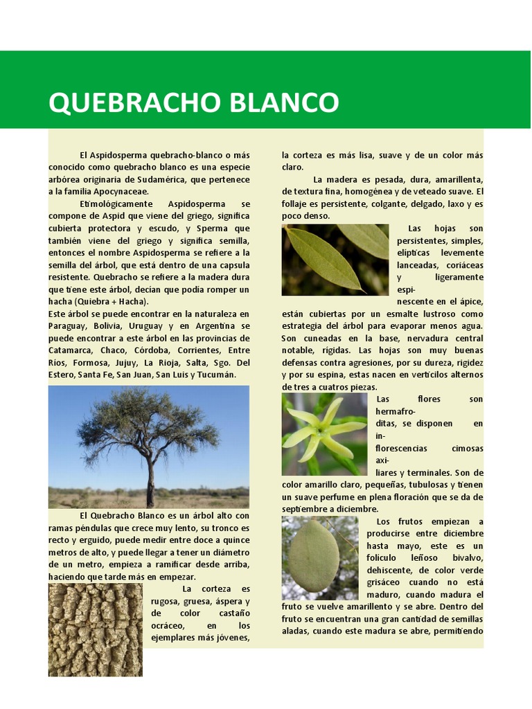 Quebracho Blanco | PDF | Plantas | Organismos