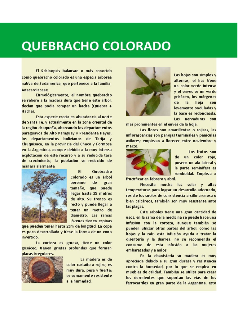 Quebracho Colorado | PDF | Forma de vida vegetal | Organismos