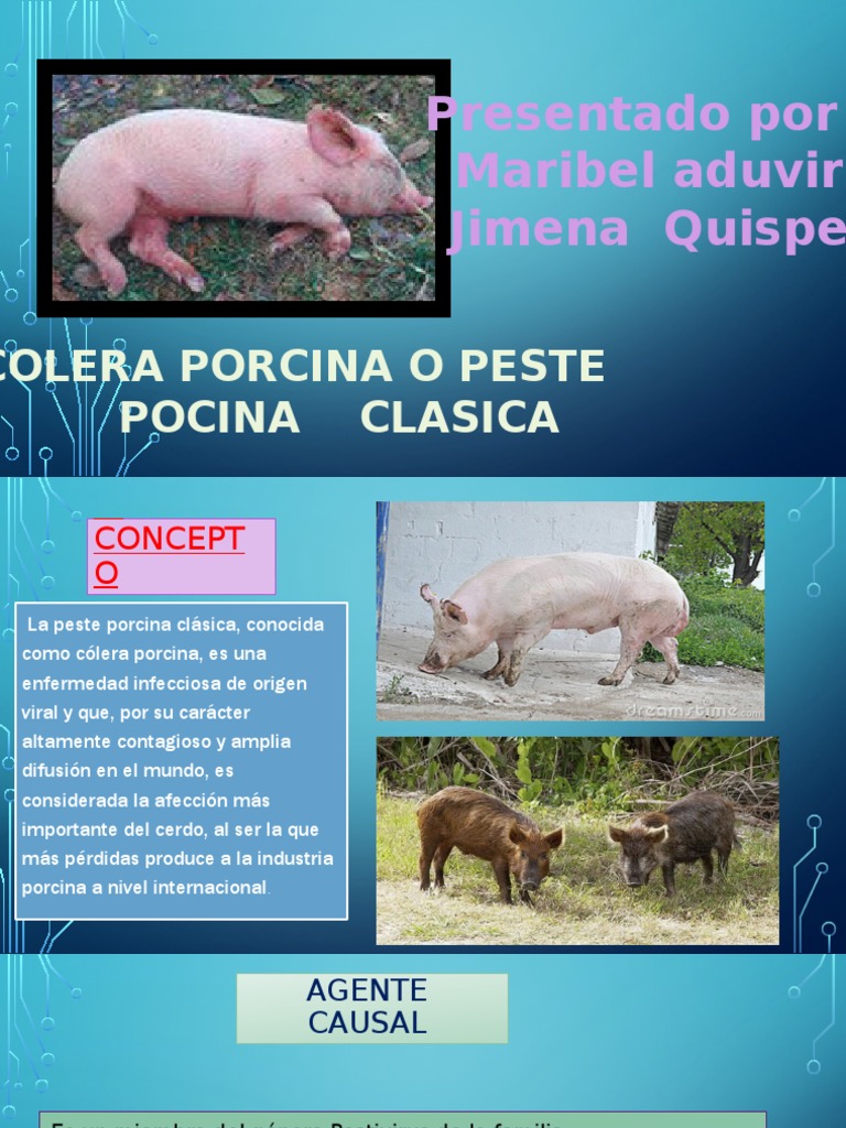 Colera Porcina | PDF