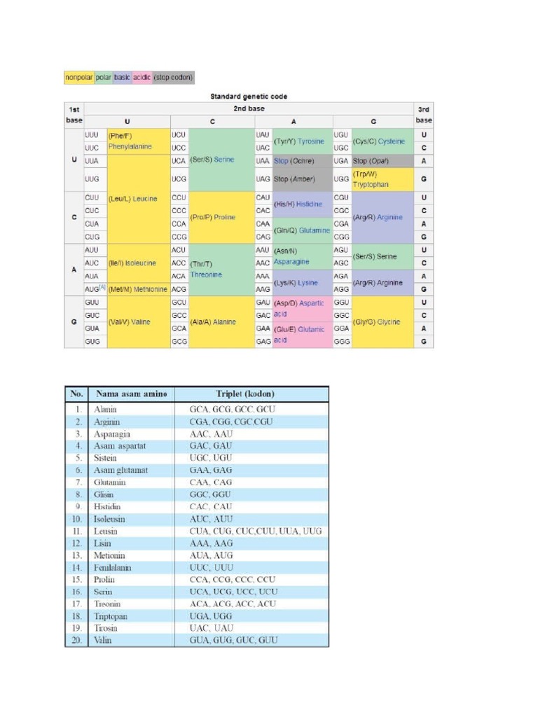 Tabel Kode Genetik Asam Amino | PDF
