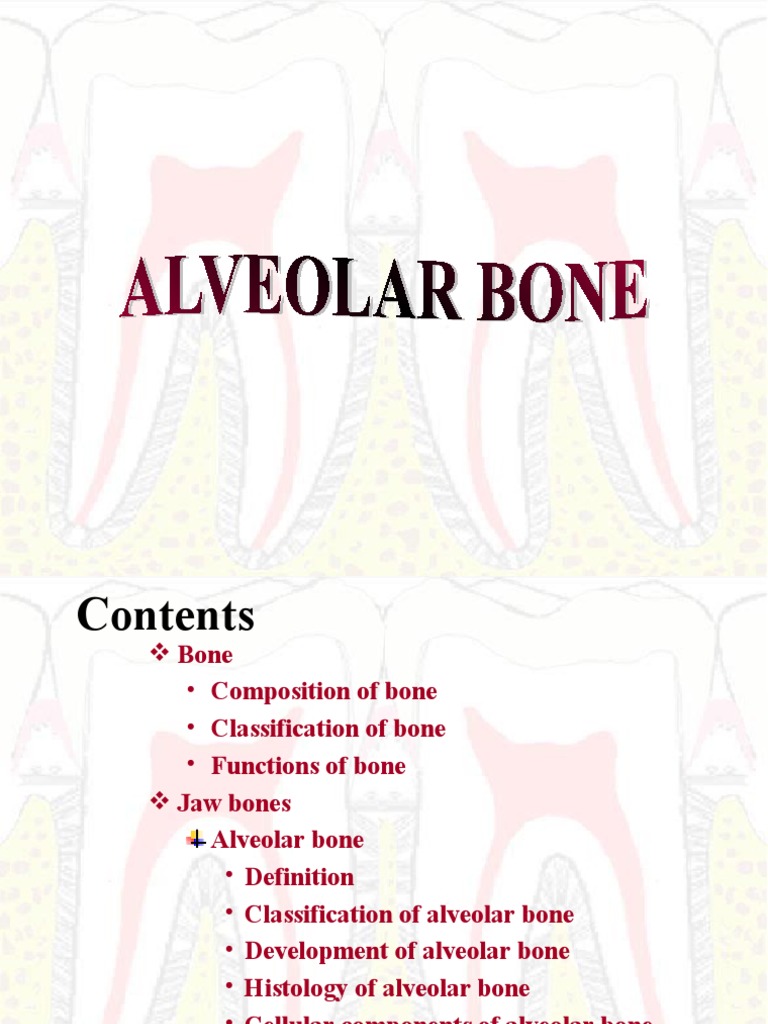 Alveolar Bone | PDF | Bone | Osteoblast