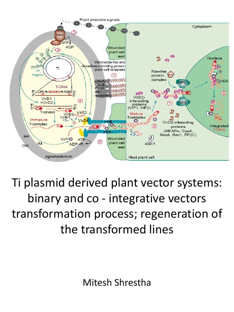 Binary and Co Integrative Vectors | PDF | Plasmid | Transformation (Genetics)