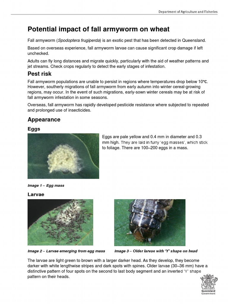 Potential Impact of Fall Armyworm On Wheat: Pest Risk | PDF | Insects ...