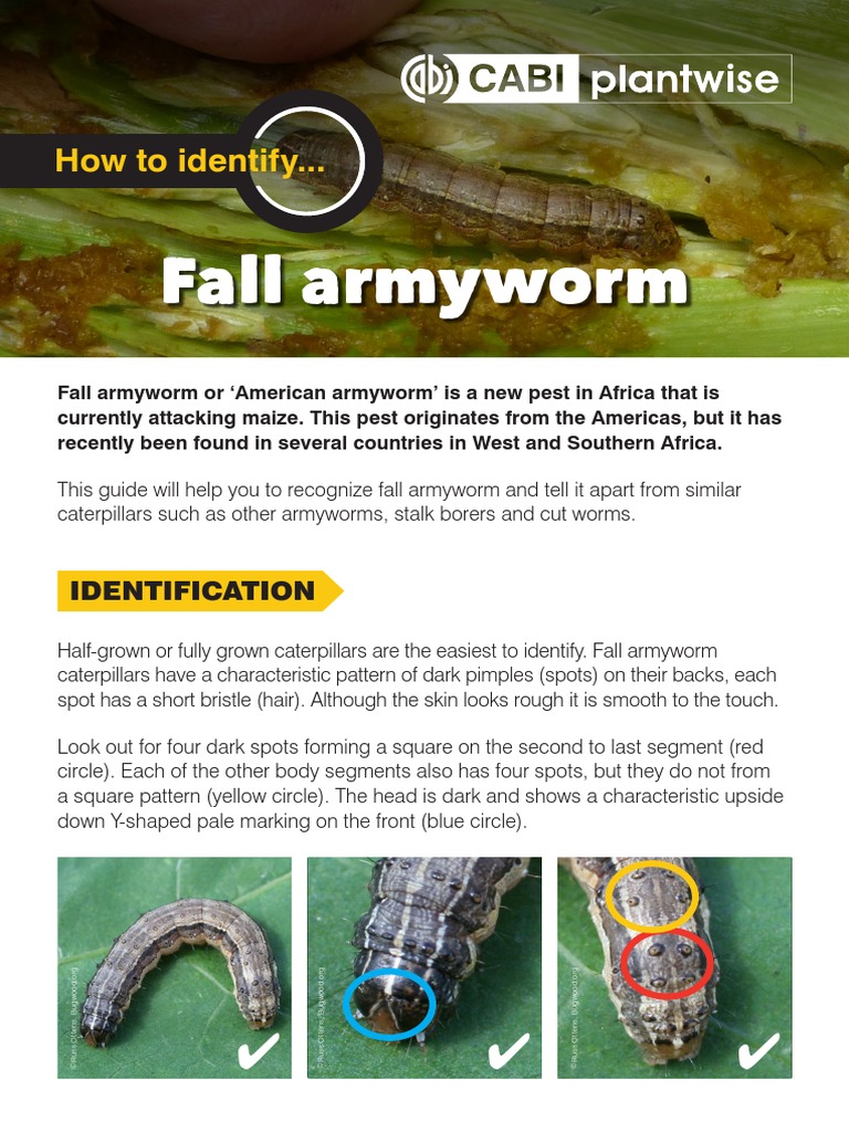 Fall Armyworm: How To Identify.. | PDF | Plants | Agriculture
