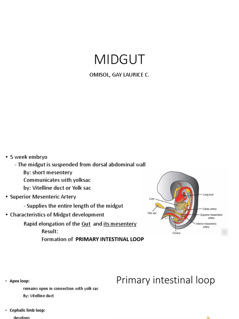 5 MIDGUT Reporting | PDF | Gastroenterology | Digestive System