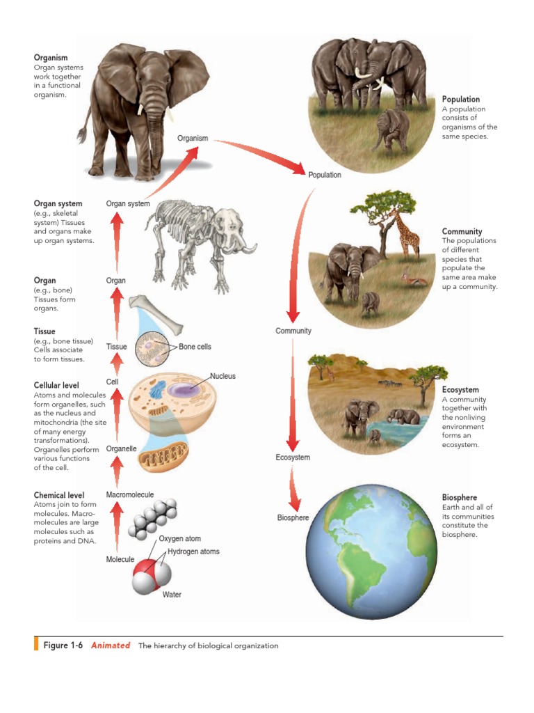 Organism: Figure 1-6 The Hierarchy of Biological Organization | PDF ...
