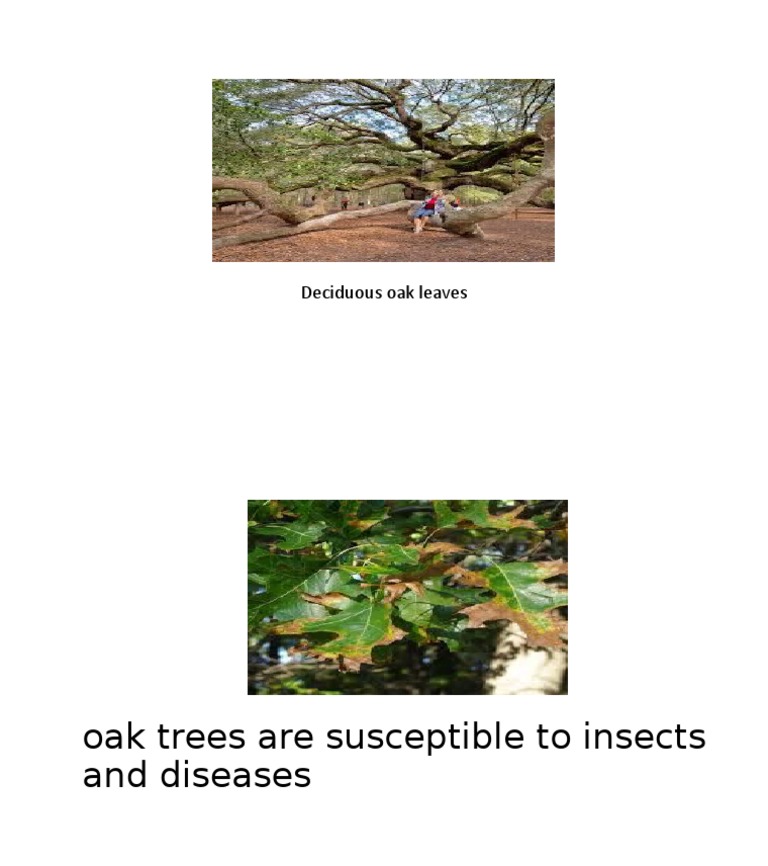 Oak Trees | PDF