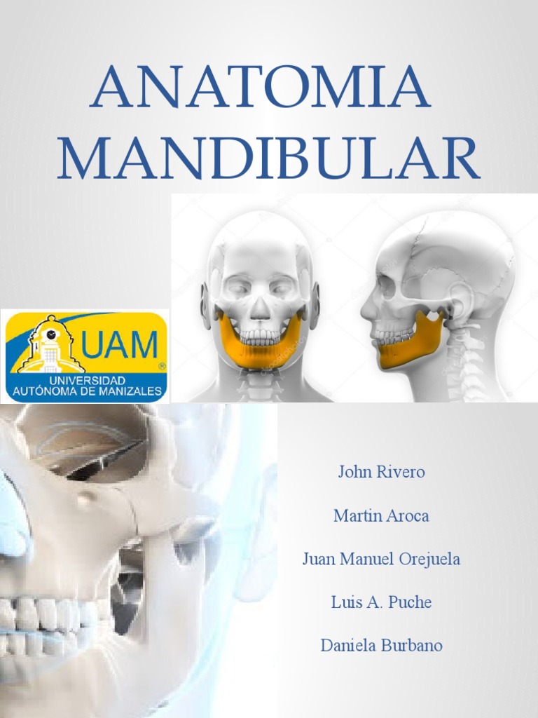 Anatomía de la Mandíbula y Su Función | PDF | Naturaleza