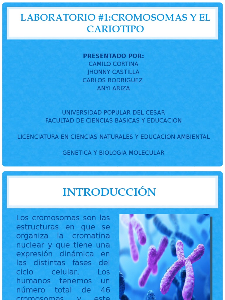 Sustentacion Cariotipo y Cromosomas | PDF | Cromosoma | Cromatina