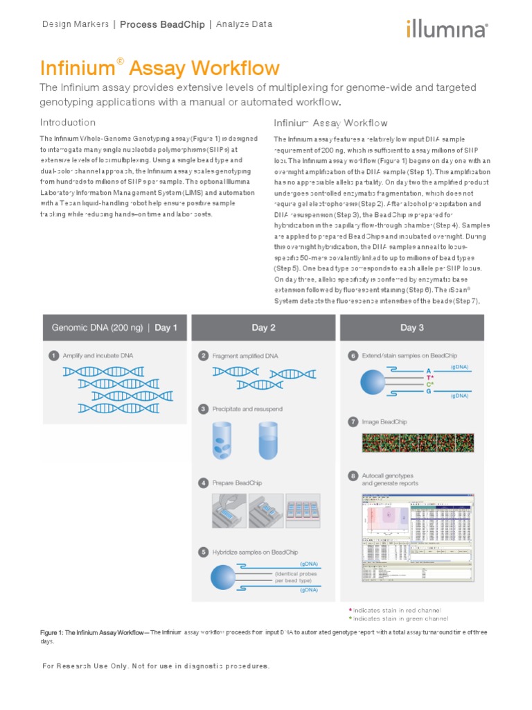Infinium Assay Workflow | PDF | Scientific Techniques | Laboratories