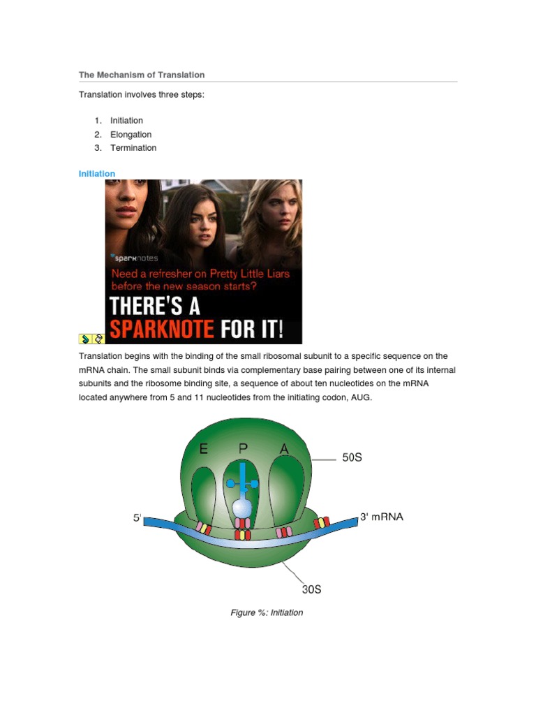 The Mechanism of Translation: A Comprehensive Explanation of the Three ...