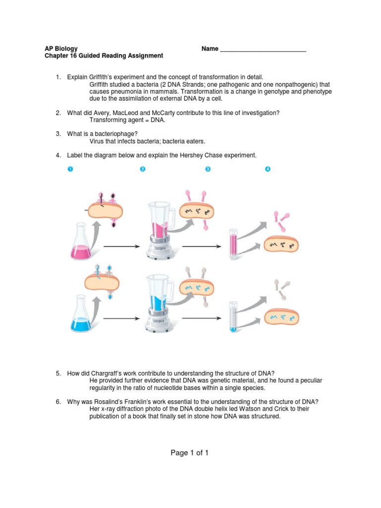 AP Biology Chapter 16 Guided Reading | PDF | Dna Replication | Dna