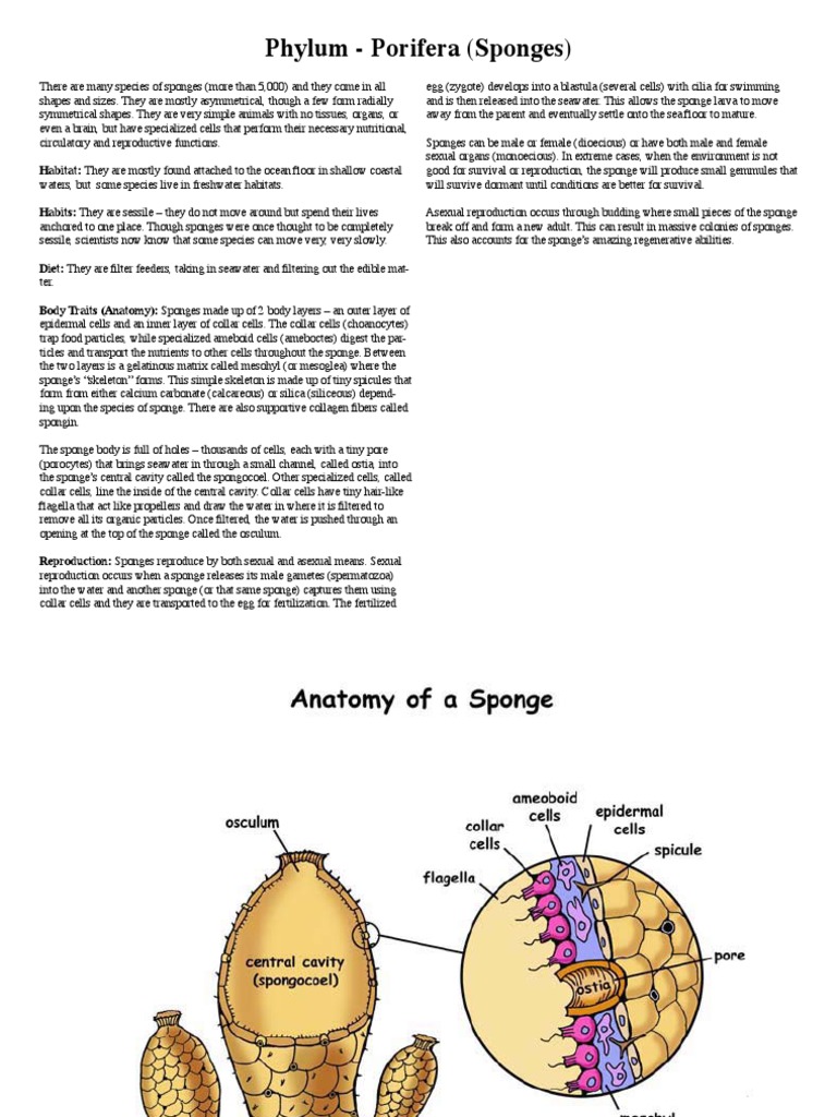 Phylum - Porifera (Sponges) | PDF | Sponge | Biology