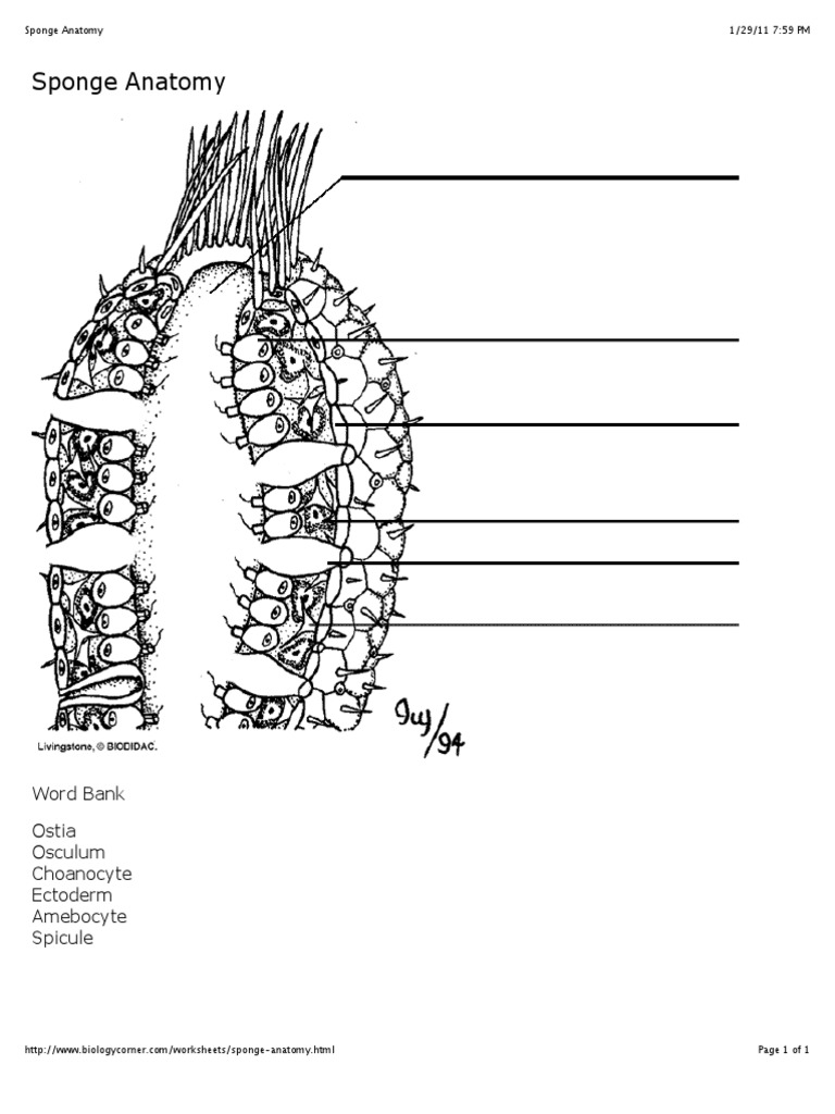 Sponge Anatomy: Word Bank Ostia Osculum Choanocyte Ectoderm Amebocyte ...