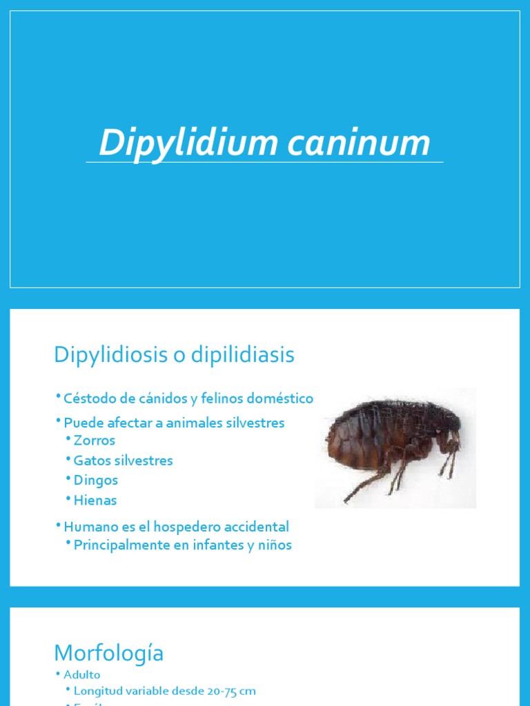 Morfología y ciclo de Dipylidium caninum | PDF | Hogar, jardinería y ...