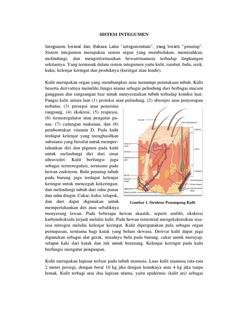 Sistem Integumen PDF | PDF