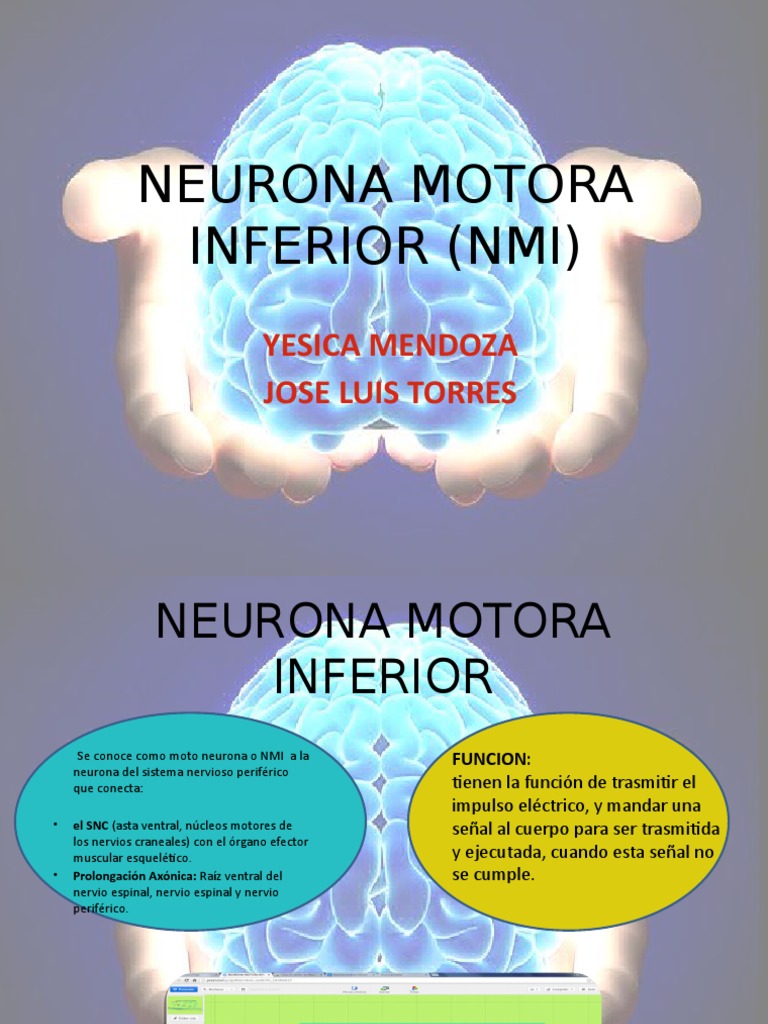 Neurona Motora Inferior (Nmi) | PDF | Nervio | Neurona motora