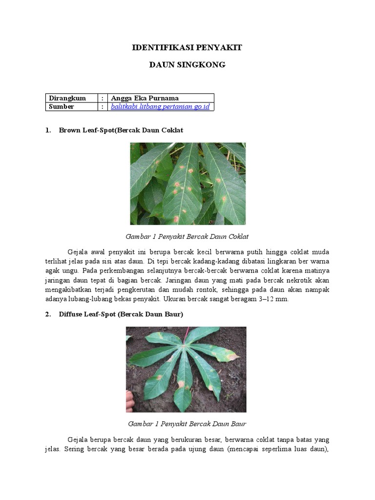 Bercak Penyakit Singkong Pdf