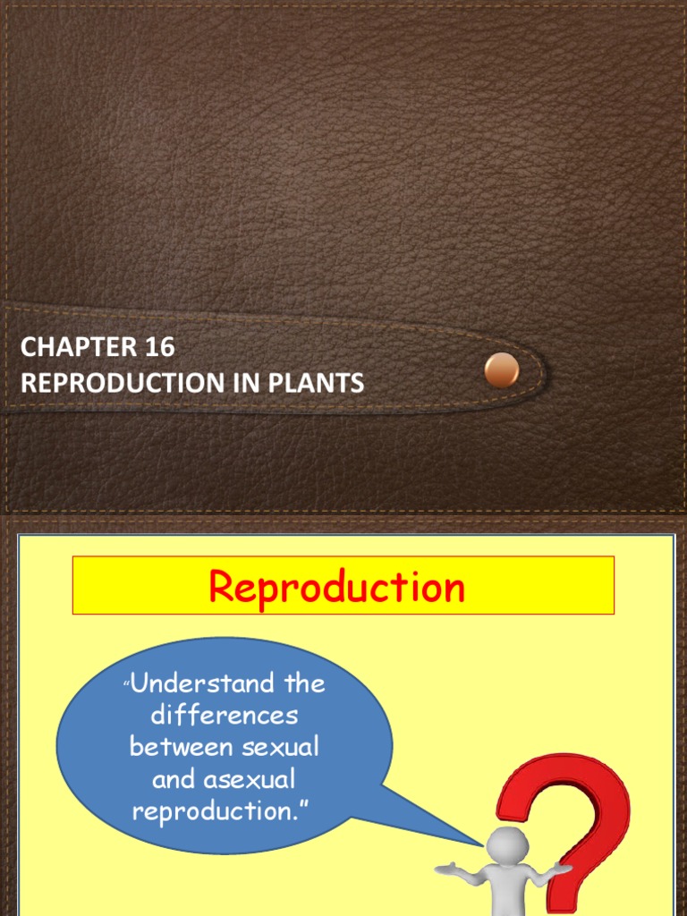 Reproduction in Plants | PDF | Sexual Reproduction | Flowers