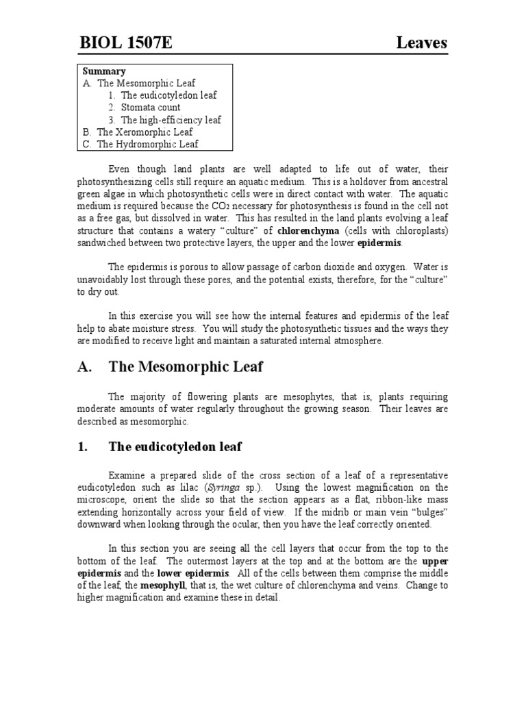 Adapting to the Environment: A Comparison of Leaf Structures in ...