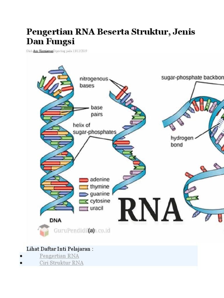 Pengertian RNA Beserta Struktur | PDF
