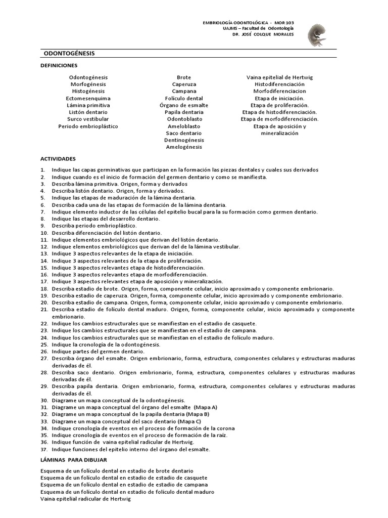 Odontogénesis: Etapas y Estructuras Dentales | PDF | Epitelio | Esmalte ...