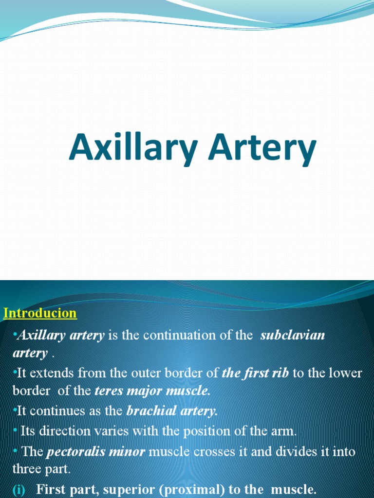 Axillary Artery | PDF | Arm | Anatomical Terms Of Location