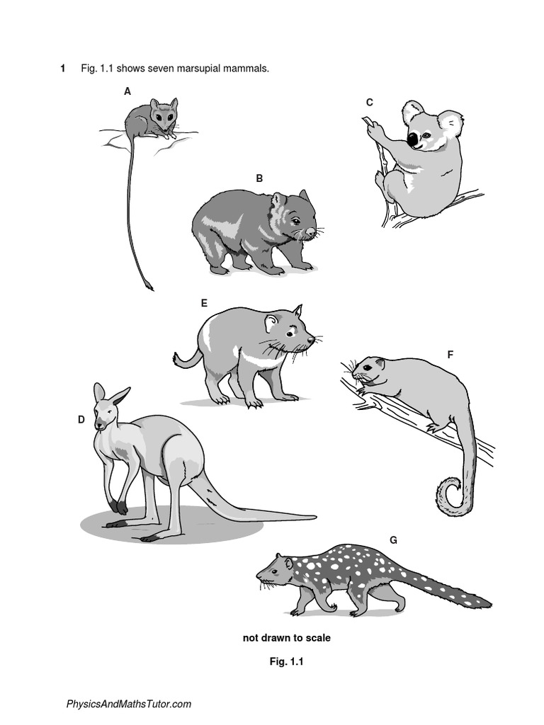 Characteristics & Classification of Living Organisms 4 QP PDF | PDF ...