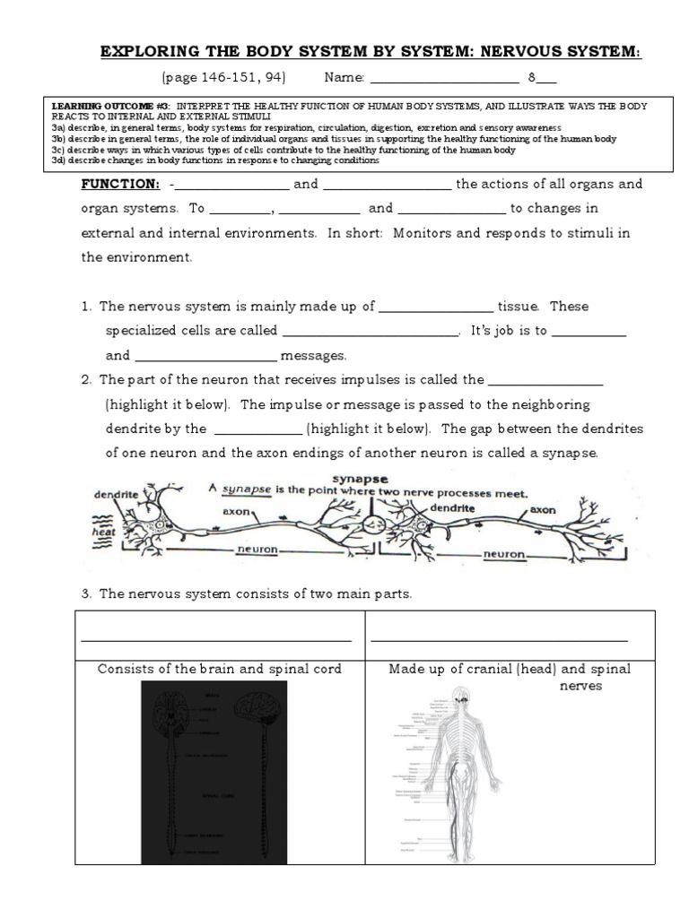 Nervous System Worksheet | Download Free PDF | Nervous System | Central ...