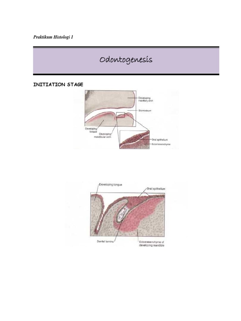 Odontogenesis PDF | PDF
