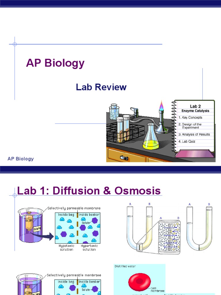 AP Biology Lab Review | PDF | Meiosis | Mitosis