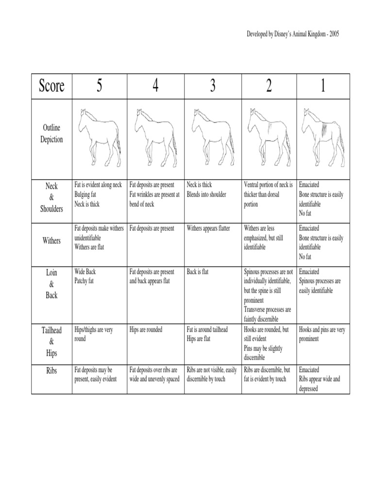 Zebra Scales DAK | PDF | Hip | Vertebra