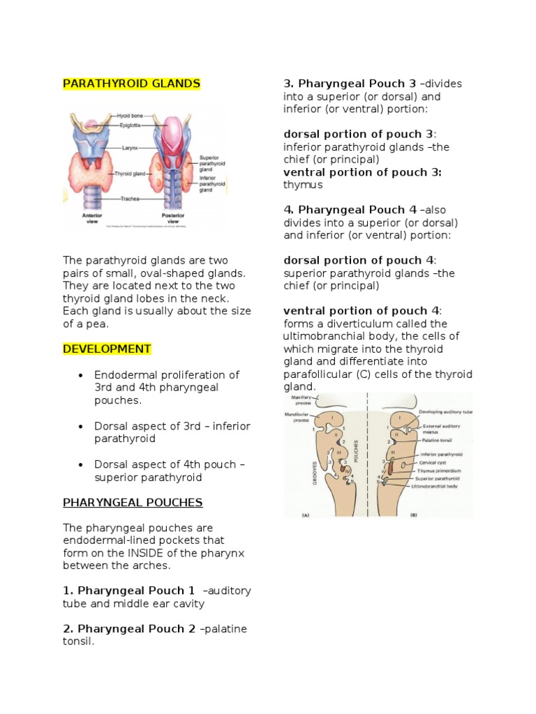 Embryology-PARATHYROID GLANDS | PDF | Parathyroid Gland | Thymus