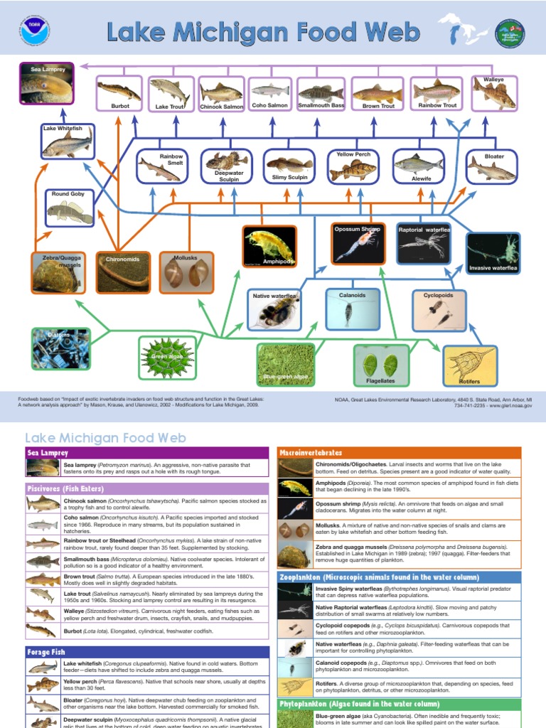 Lake Michigan Food Web: Sea Lamprey | Download Free PDF | Aquatic ...