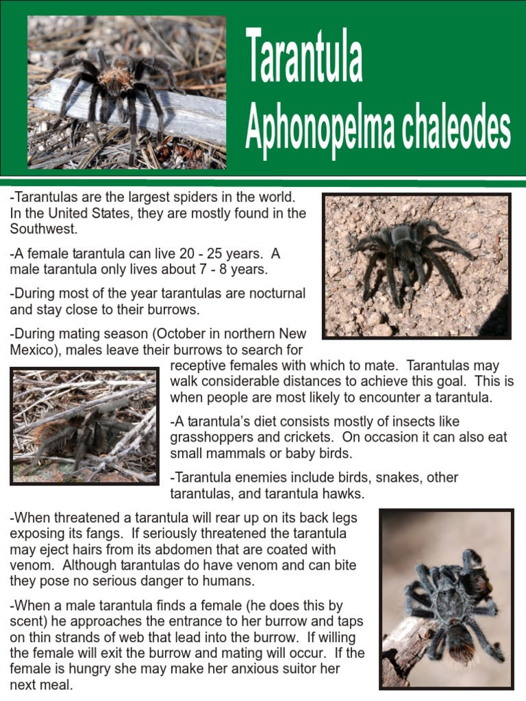 Tarantula Fact Sheet | PDF | Home & Garden | Science & Mathematics