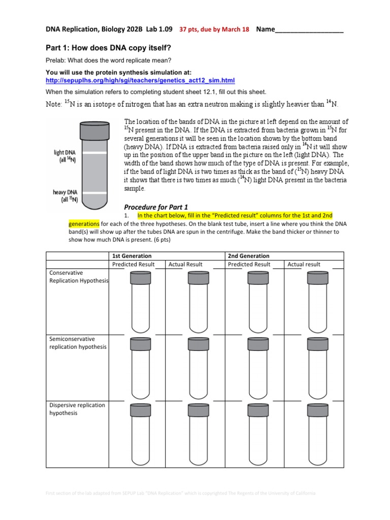 Lab - 1.09 - DNA Replication - Lab - BR2016 PDF | PDF | Dna Replication ...