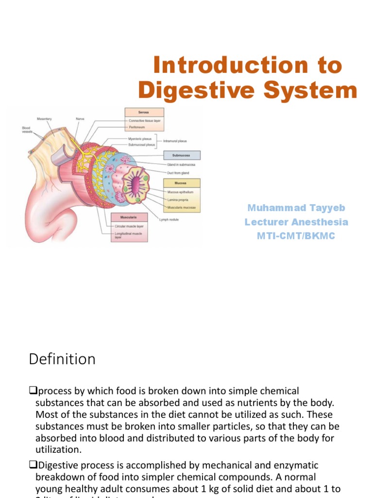 Introduction To Digestive System | PDF | Gastrointestinal Tract ...